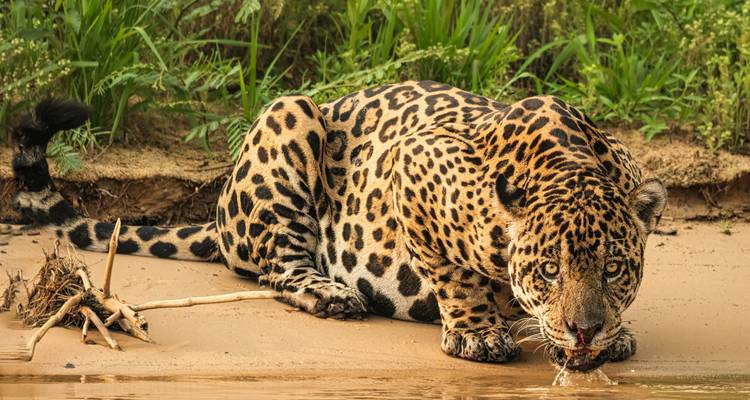 How much do safaris in Brazil cost? | Budget Your Trip